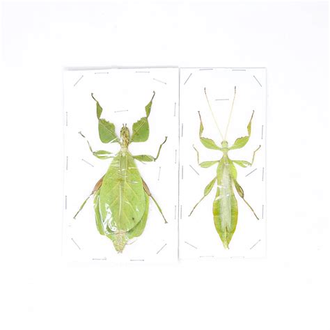 Wholesale 10 Giant Leaf Insects A1 Phyllium Celebicum Spread Insect