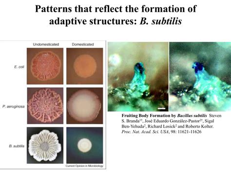 Ppt Understanding Adaptive Colony Patterns In E Coli And B Subtilis Powerpoint Presentation