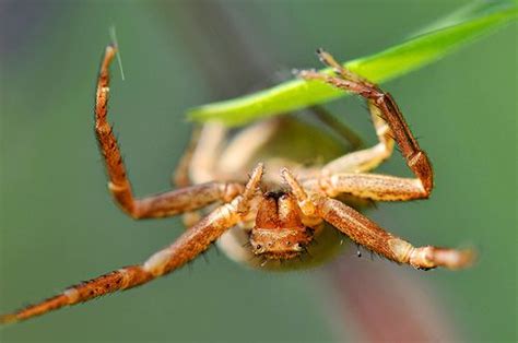 31 Photographs Of Spiders That Will Make Your Skin Crawl
