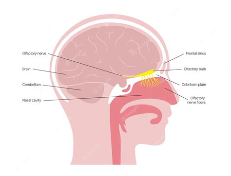 Anatomía Del Nervio Olfatorio Vector Premium