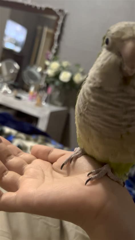 I Love His Little Lisp Rparrots