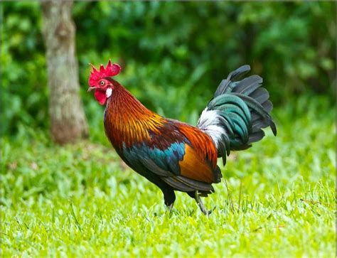 МОНГОЛЫН ТАХИА ГАЛУУ ШУВУУ СОНИРХОГЧДЫН НЭГДСЭН ГРУПП