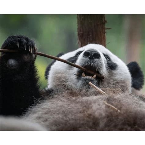 “lazy Panda” Stickers Set For Telegram