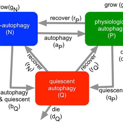Mathematical Model Development Schematic Of A Compartmental Model