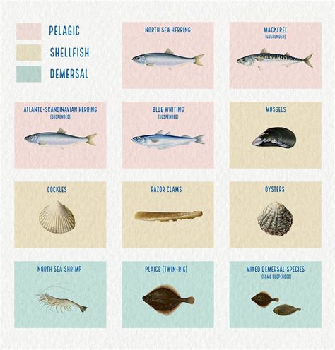 Fish Taxonomy Chart