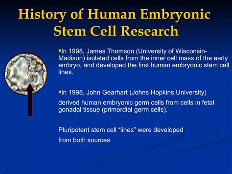 Stem Cell Ethics 06 Ppt