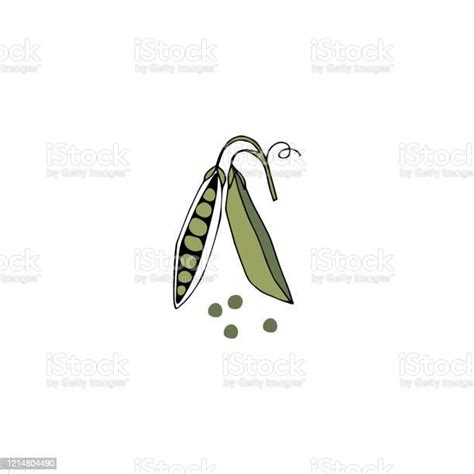 벡터 손으로 그린 아이콘 녹색 완두콩 격리된 개체입니다 야채 건강한 영양 채식주의 자 채식주의 자 개념에 대한 스톡 벡터 아트 및 기타 이미지 Istock