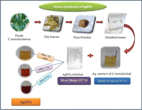 Schematic Representation Of Silver Nanoparticles Synthesis Using Bay