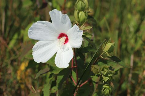 Virginia Flower White - Free photo on Pixabay - Pixabay