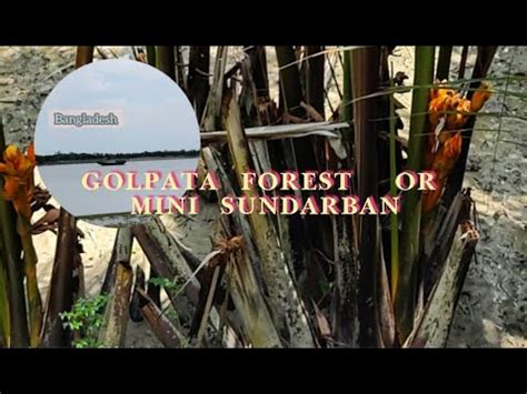 TAKI IN ONE DAY GOLPATA FOREST MINI SUNDARBAN TAKI 02 YouTube