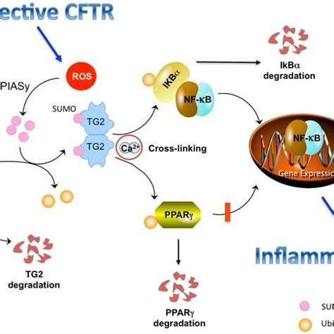 Defective CFTR Induced Perturbation Of The Post Translational Network