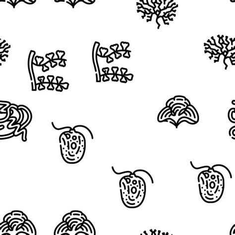 Chlamydomonas Reinhardii Ilustrações Banco De Imagens E Fotos De Stock