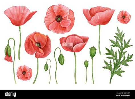 Poppy Flowers Hand Drawn Watercolor Botanical Set Flower Clipart