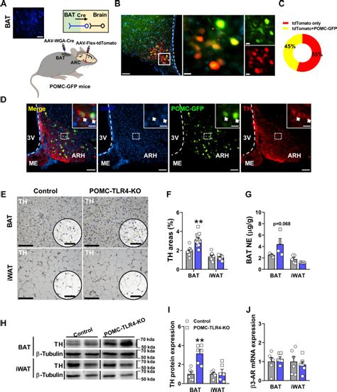Tlr4 In Pomc Neurons Regulates Thermogenesis In A Sex Dependent Manner Journal Of Lipid Research