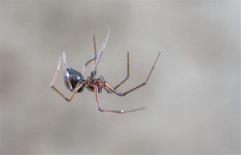 Do Spiders Sleep Do They Rest School Of Bugs
