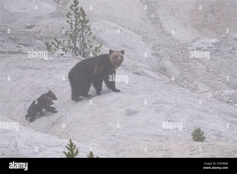 Grizzly Bear Ursus Arctos Mother With Babies Roaring Mountain
