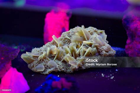 석고 꽃 또는 사막 로즈 라고도 하는 날카로운 칼 날 셀 레니 트 결정의 클러스터 자외선 아래 형광 광물 모래 장미에 대한 스톡