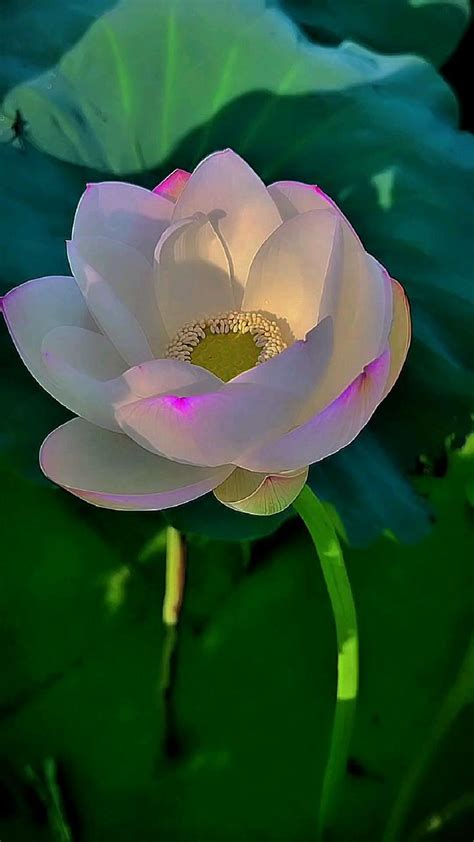Pin On Flower And Buterflies Videos🦋🥀📹 In 2024 Hug Love 