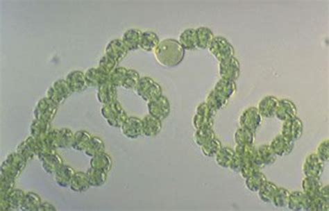 Bio Lab Midterm Flashcards Quizlet Bio Lab Midterm Flashcards Quizlet