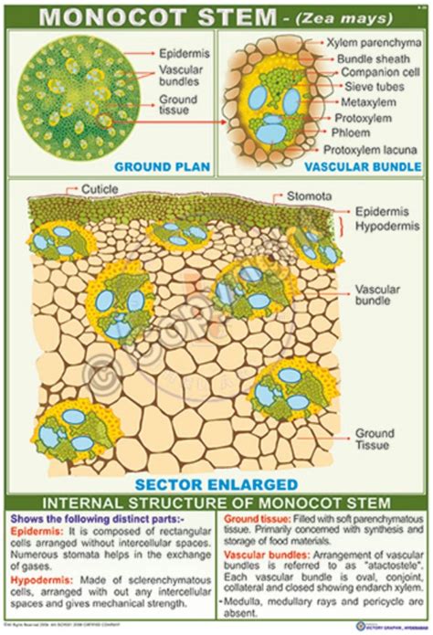 Victory Graphik B Secondary Growth Of Dicot Root