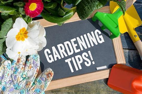Gardening Tips Course With The Gardening Express Experts Gardening