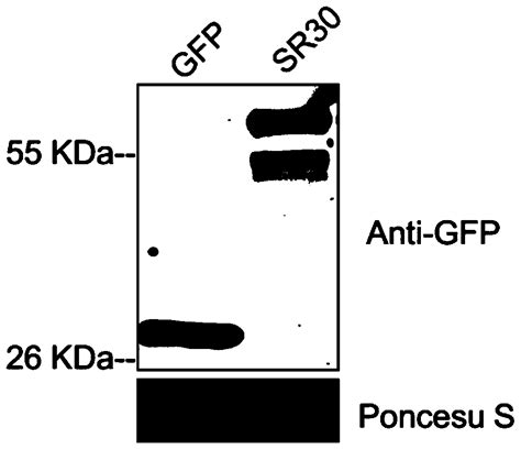 Application Of Susceptibility Gene Sr30 In Improvement Of Crop Resistance Eureka Patsnap