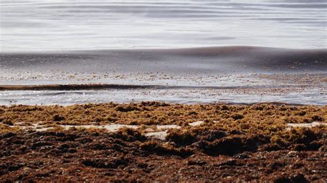 Record Sargassum Proliferation In The Tropical Atlantic Ocean