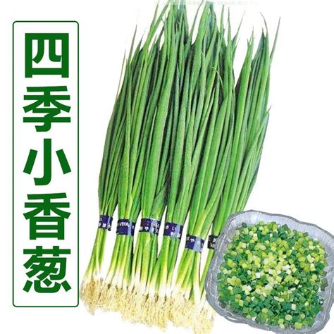 余記丶四季小香蔥種子 陽臺室內花卉盆栽小蔥香蔥籽四季播種農家蔬菜種孑sc01 露天市集 全台最大的網路購物市集