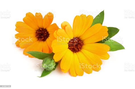 カレンデュラ白い背景で隔離の葉とマリーゴールドの花 2人のストックフォトや画像を多数ご用意 2人 いっぱいになる ウクライナ