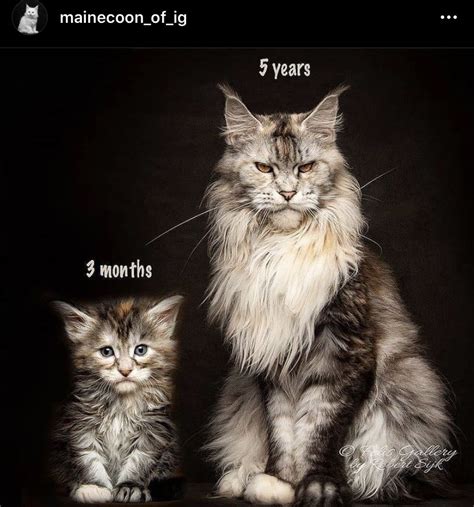 Literally Just 19 Pictures Of Very Big Fluffy Cats Artofit