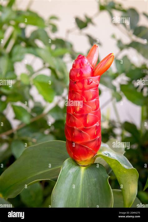 Tai Savannah Ginger Plant Learn About Hedychium ‘tai Savannah Qnanck