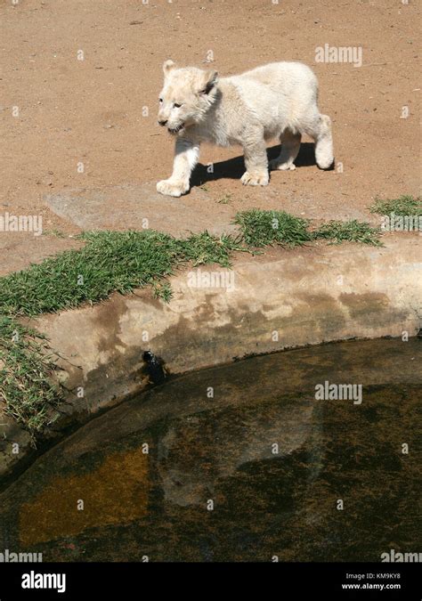 Lion Park White Lion Cub Walking Panthera Leo Krugeri Stock Photo Alamy