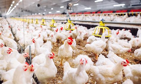Poultry Meat Packaging Archives Napco National Agricultural Packaging