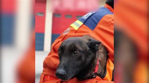 出任务搜救犬脚底受伤消防员满眼心疼凤凰网视频凤凰网
