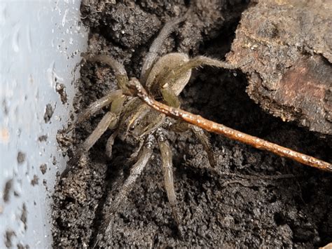 Wolf Spider Sp And Sex Id Plz R Spiders