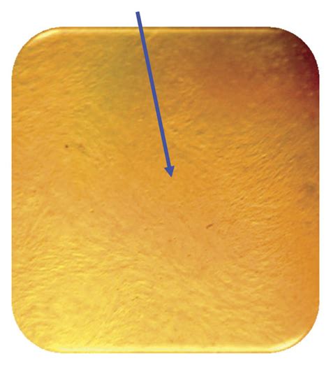 Picture Taken During Fmdv Virus Isolation A Bhk 21 Cell Control