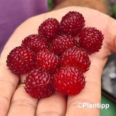 ФригоСАД Фриго сад Малина Raspberry Tower