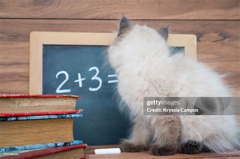 Kitten Looking At Mathematical Operation On Blackboard High Res Stock