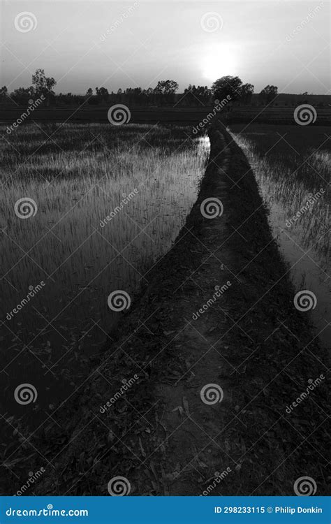 Rice Field Walkways Allowing Farmers And Wildlife To Travel Through