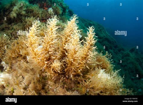 Brown Macroalgae Sargassum Sp Massa Lubrense Campania Italy Stock