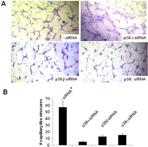 In Vitro Angiogenesis Assay In 3d Collagen Gel Download Scientific
