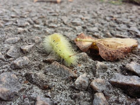 Caterpillar Hairy Free Photo On Pixabay Pixabay