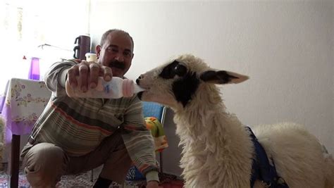 Çilek Ve Mazlumu Yanlarından Ayırmıyorlar