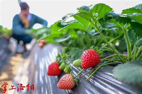 【乡村振兴】草莓上市采摘忙 乡村振兴产业旺【组图】澎湃号·政务澎湃新闻 The Paper