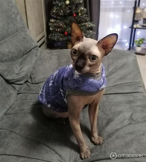 Отзыв о Порода кошек Канадский сфинкс Самая лучшая порода кошек