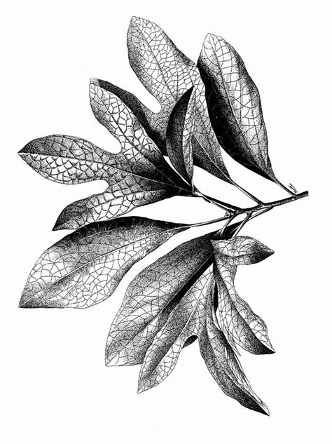 Gumbo Filé Sassafras Sassafras Albidum
