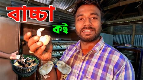 ১৮ দিনে দেশি মুরগির ডিম থেকে বাচ্চা ফোটলো ।। দেশি মুরগি পালন পদ্ধতি