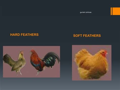 Lethals And Mutations In Poultry Ppt