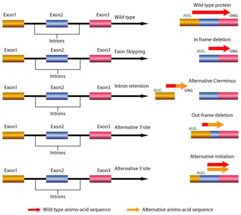 Gene Splicing Mecanismo De Splicing Alternativo Tutorial Emenda