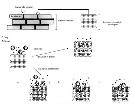 A Review On Development And Characterization Of Ethosomes A Novel